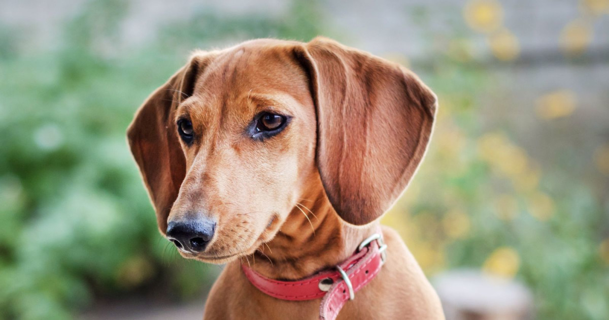San Antonio Low Riders dog group meetup at Alamo Beer Company in