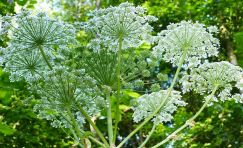 Invasive Plants: How to Spot Alien Invaders in Vancouver at