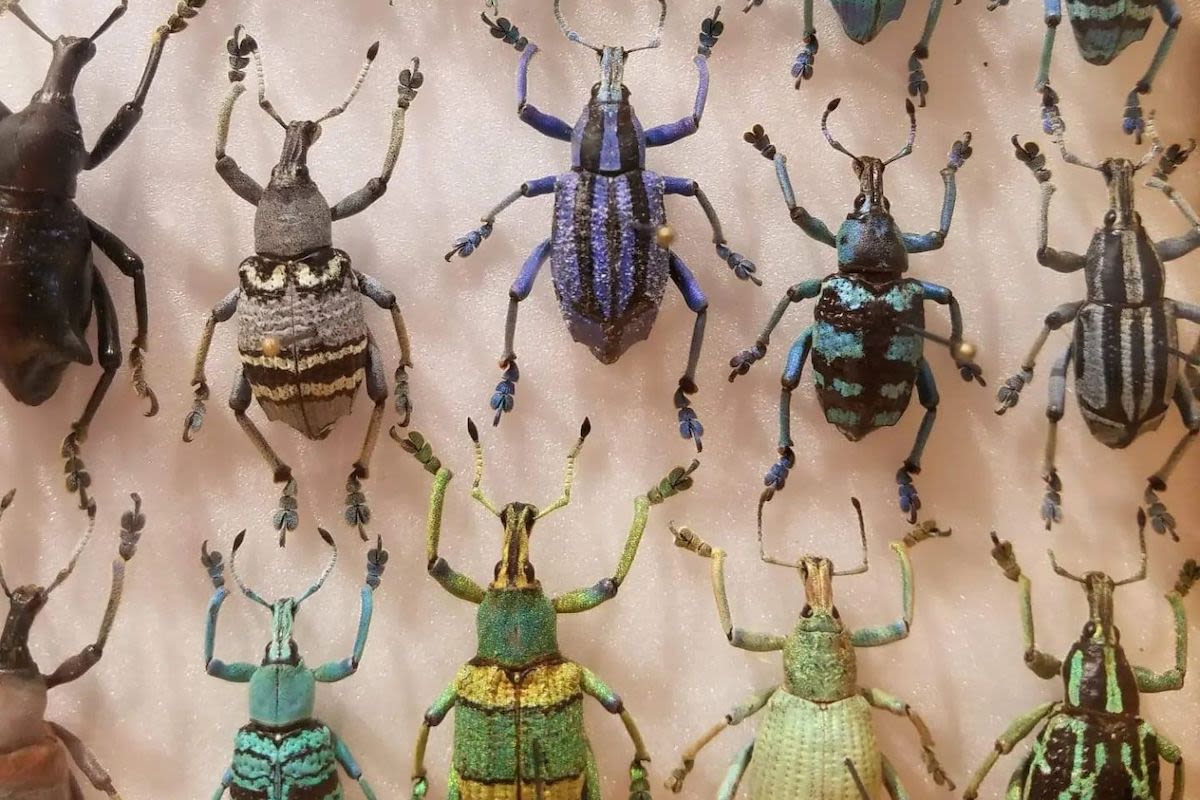 The Weirdest Places In Chicago