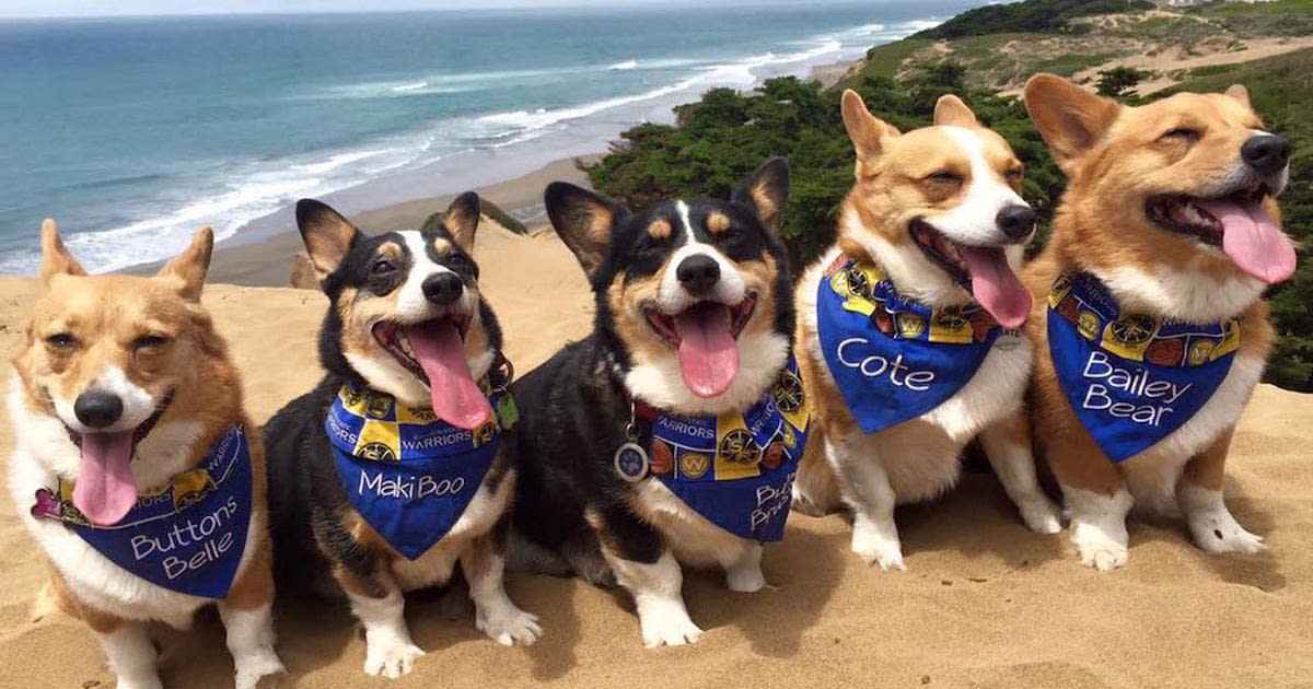 CORGI CON 2022 in SAN FRANCISCO at Ocean Beach