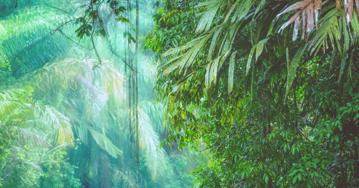 World Rainforest Day Summit in Austin at Online