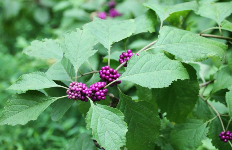 Native Plants of Tennessee in Antioch at Nashville Public