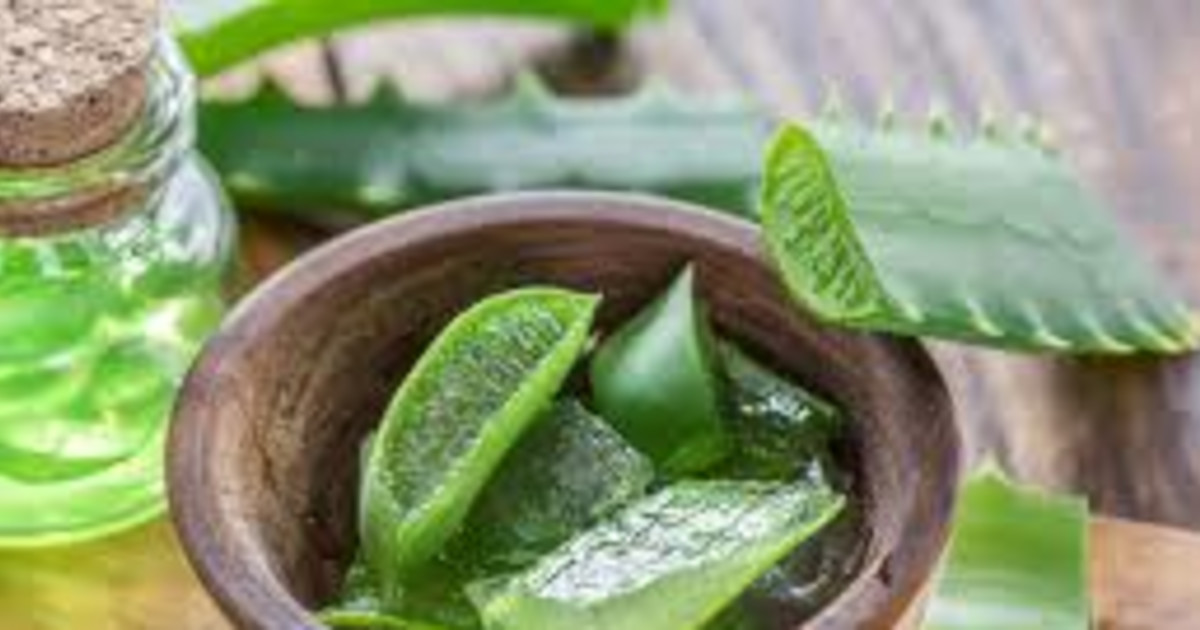 All About Aloe Class in Austin at Articulture Designs