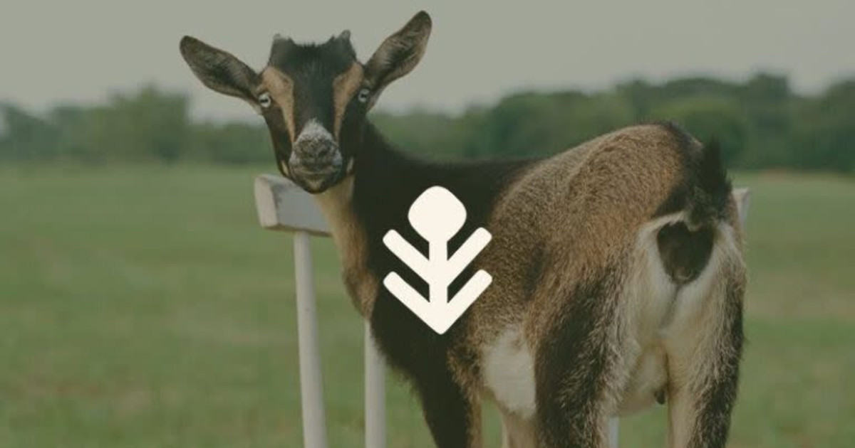 Field Guide Festival in Austin at Fiesta Gardens