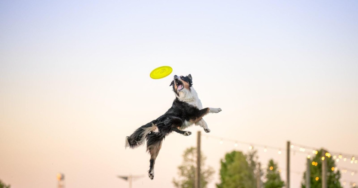 DFW Disc Dogs in Dallas at The Sound at Cypress Waters