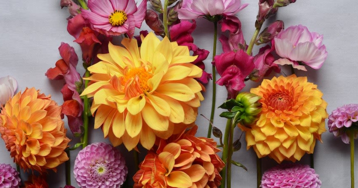Flower Cutting Night w/ Rowdy Poppy in Denver at CLOSED: Infinite
