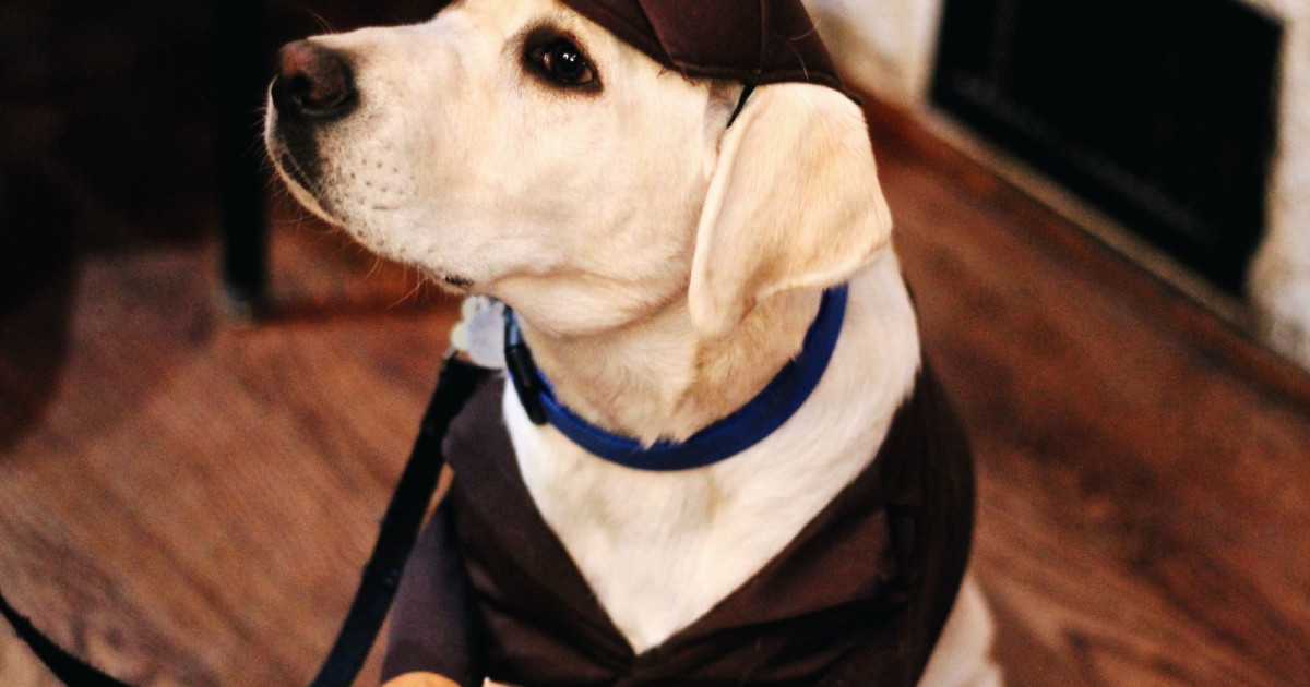 Howl’O’Ween Dog Costume Contest in The Bay Area at Robin Sweeny