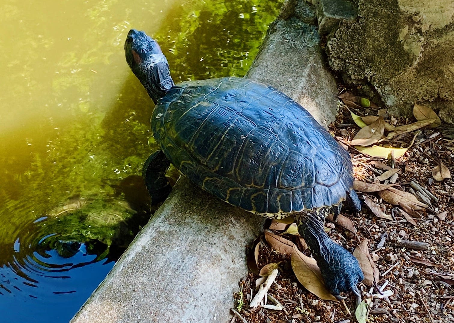 The Best Places to Cry in Austin