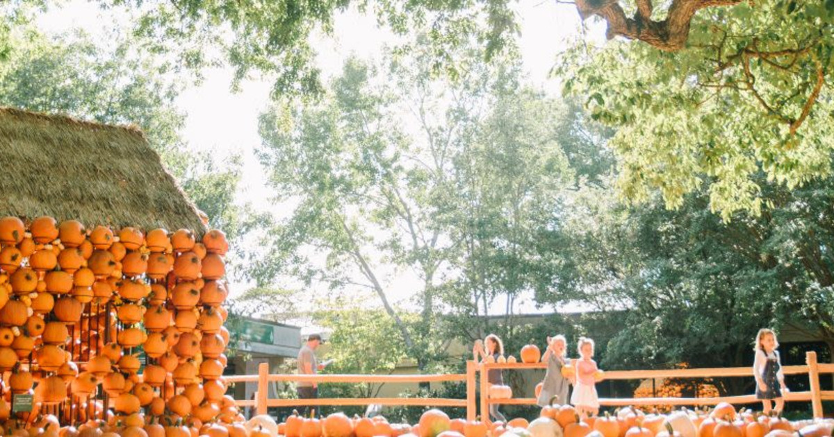 2022 Fall for Cheekwood in Nashville at Cheekwood Botanical