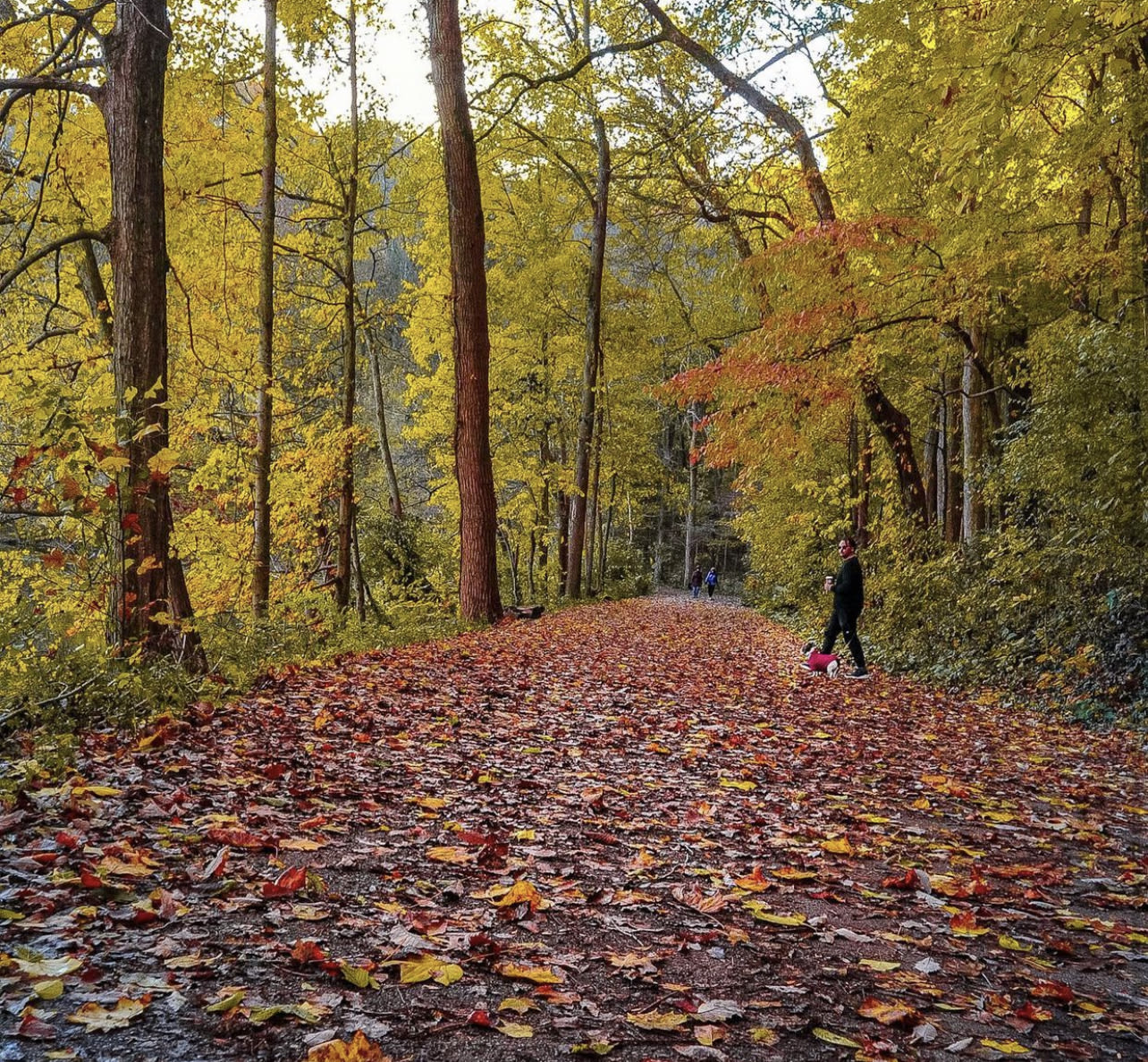 Best Places Near Nashville To Enjoy Fall Foliage