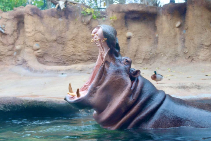 National Zoo Hippo