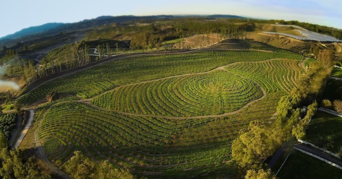 The Biggest Little Farm in Driftwood at Vista Brewing
