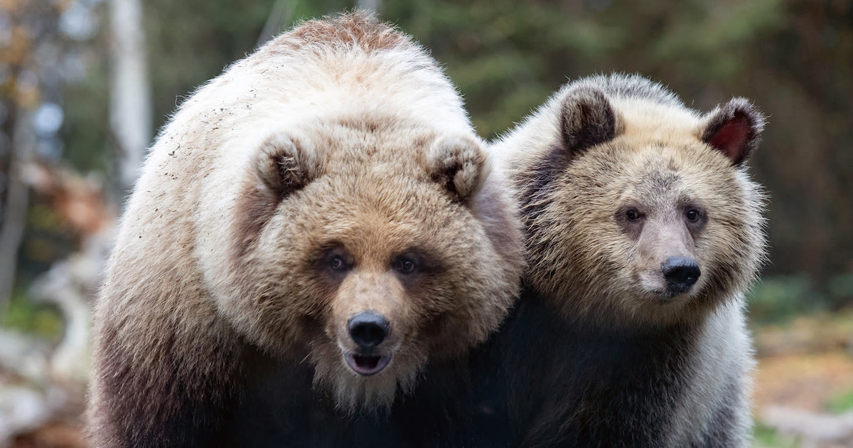 Win 4 Tickets to Woodland Park Zoo in Seattle at Woodland Park Zoo