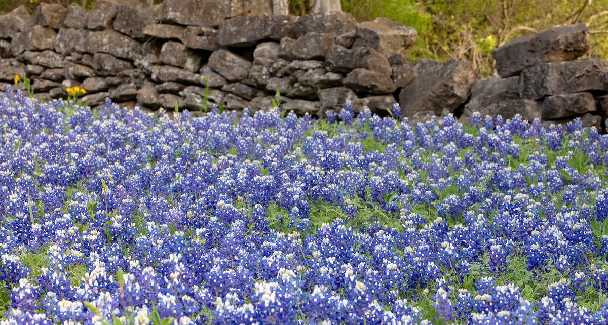 Best Places to Find Bluebonnets In Austin
