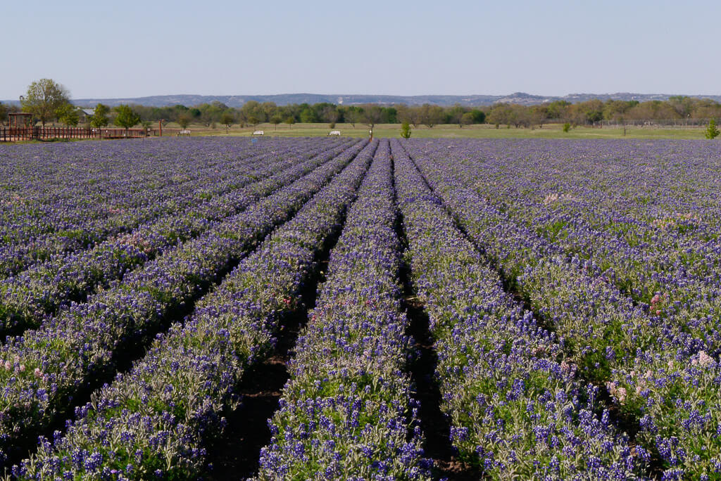 Best Places to Find Bluebonnets In Austin