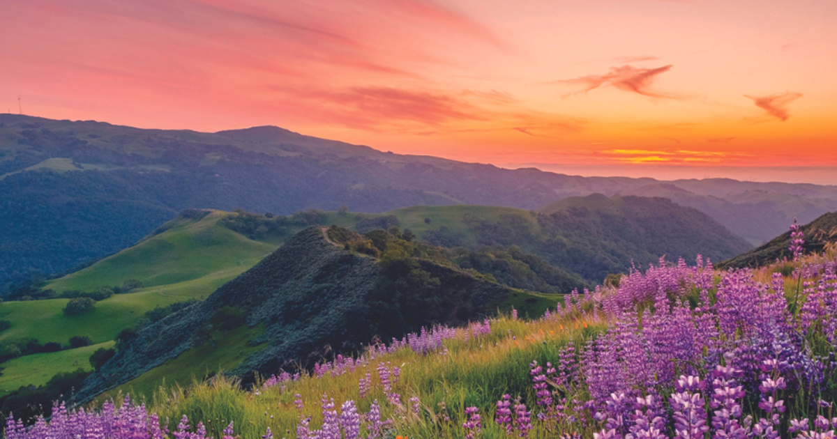 Where To See Wildflowers in Northern California