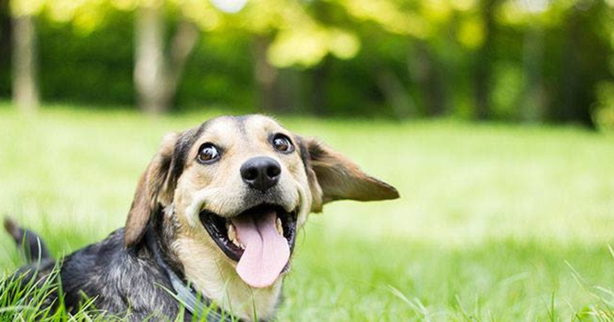 Adoption Weekend W/ Austin Humane Society in Austin at Barkin'