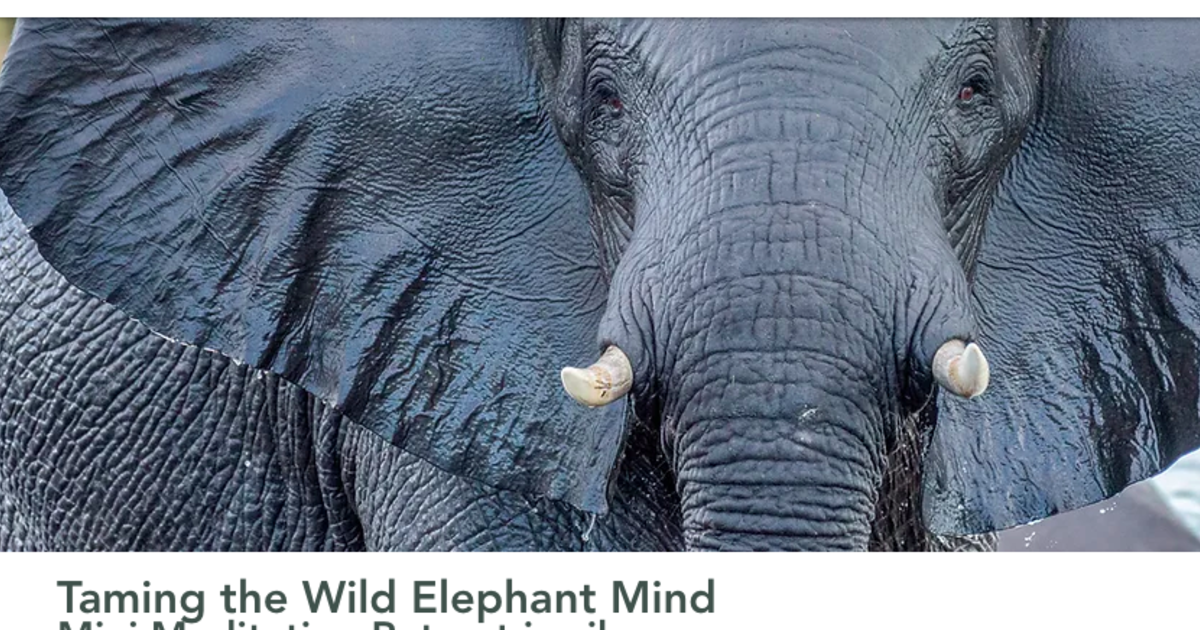 Taming The Wild Elephant Mind Silent Retreat in Indianapolis at