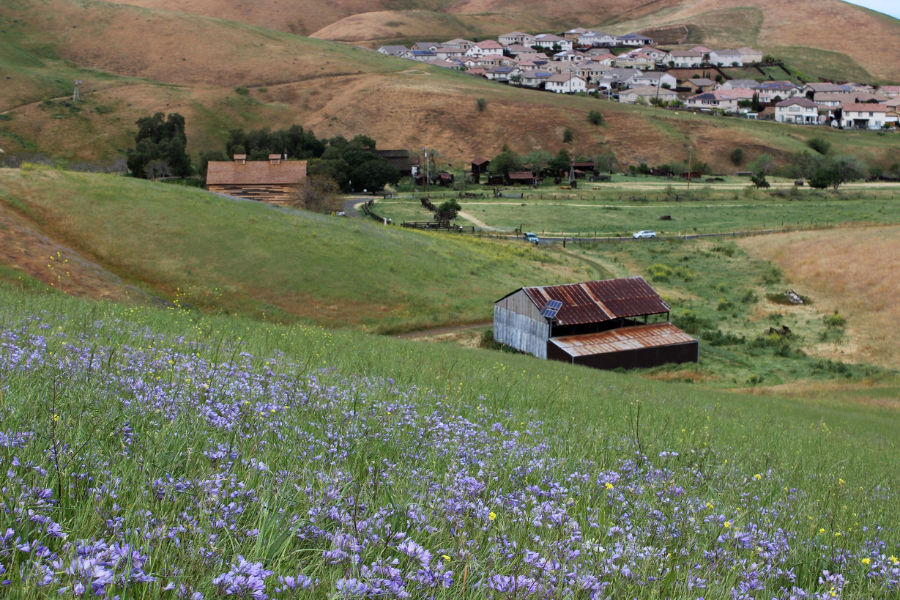 NorCal Day Trips To Take This Spring