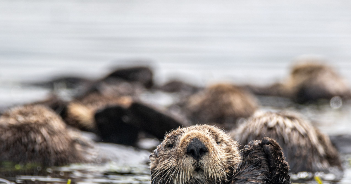Sea Otters: The Ghosts of the Oregon Coast in Portland at Oregon