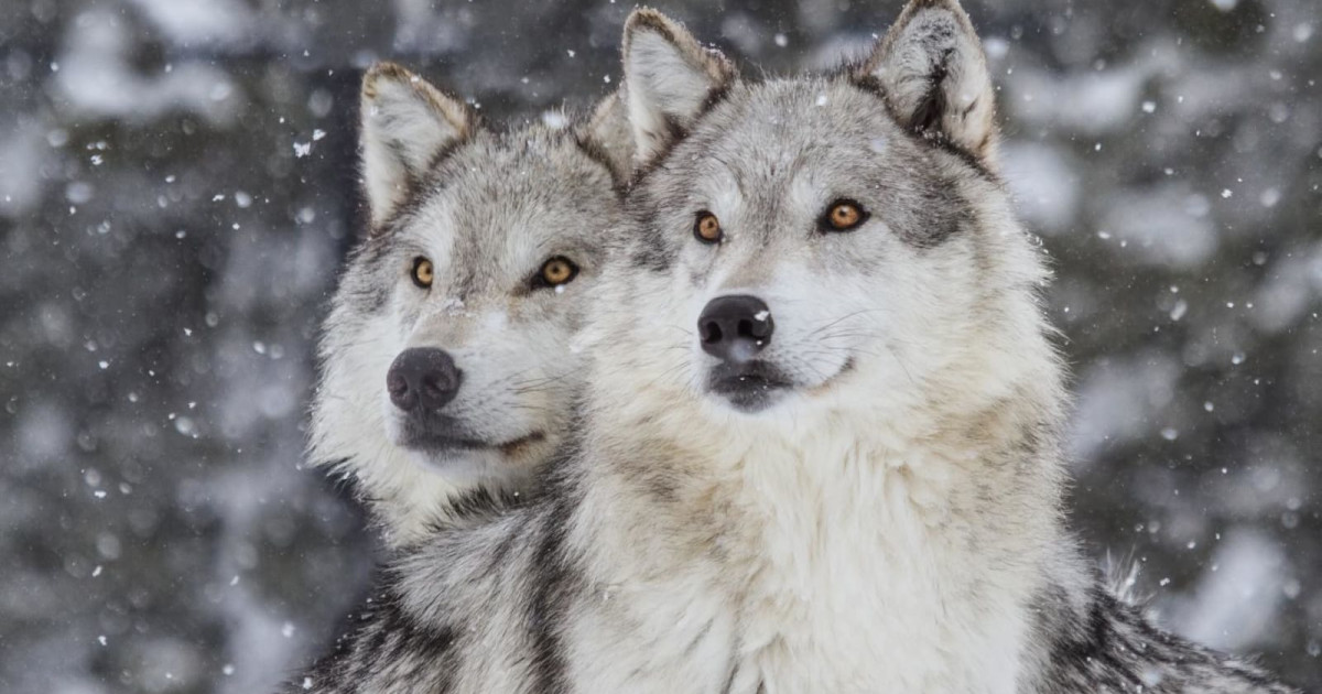 Wild Wolves of Yellowstone | National Geographic Live in Seattle