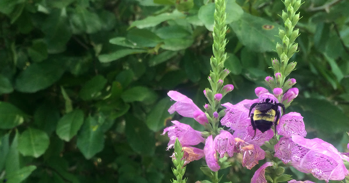 Pollinator Day in Austin at Lady Bird Johnson Wildflower Center