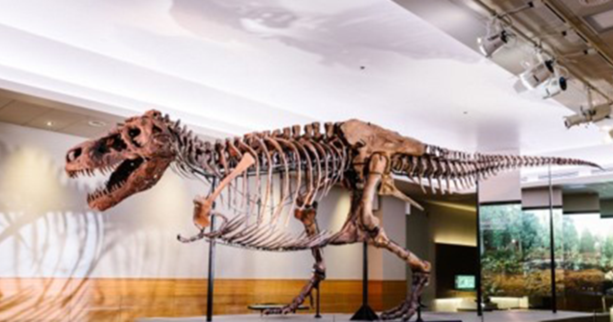 SUE: The T-Rex Experience at the Royal BC Museum in Victoria at