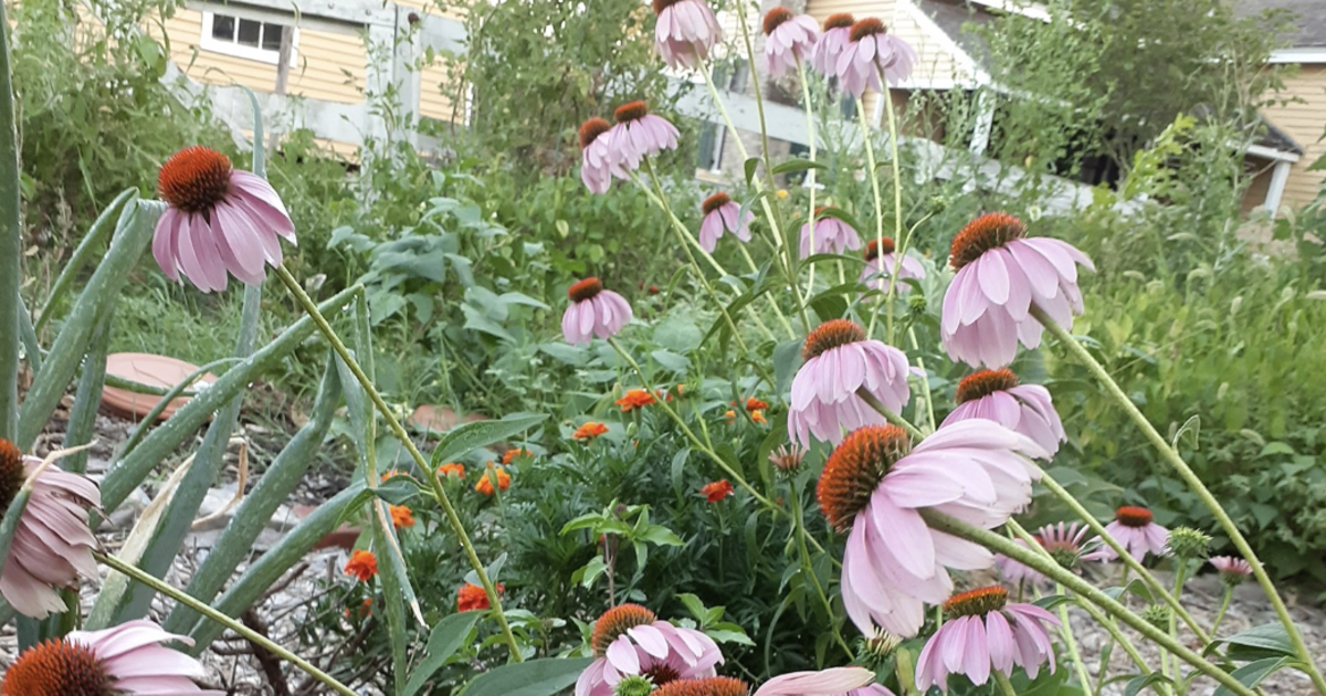 August 1 Full Super Moon Workshop in Austin at Pioneer Farms