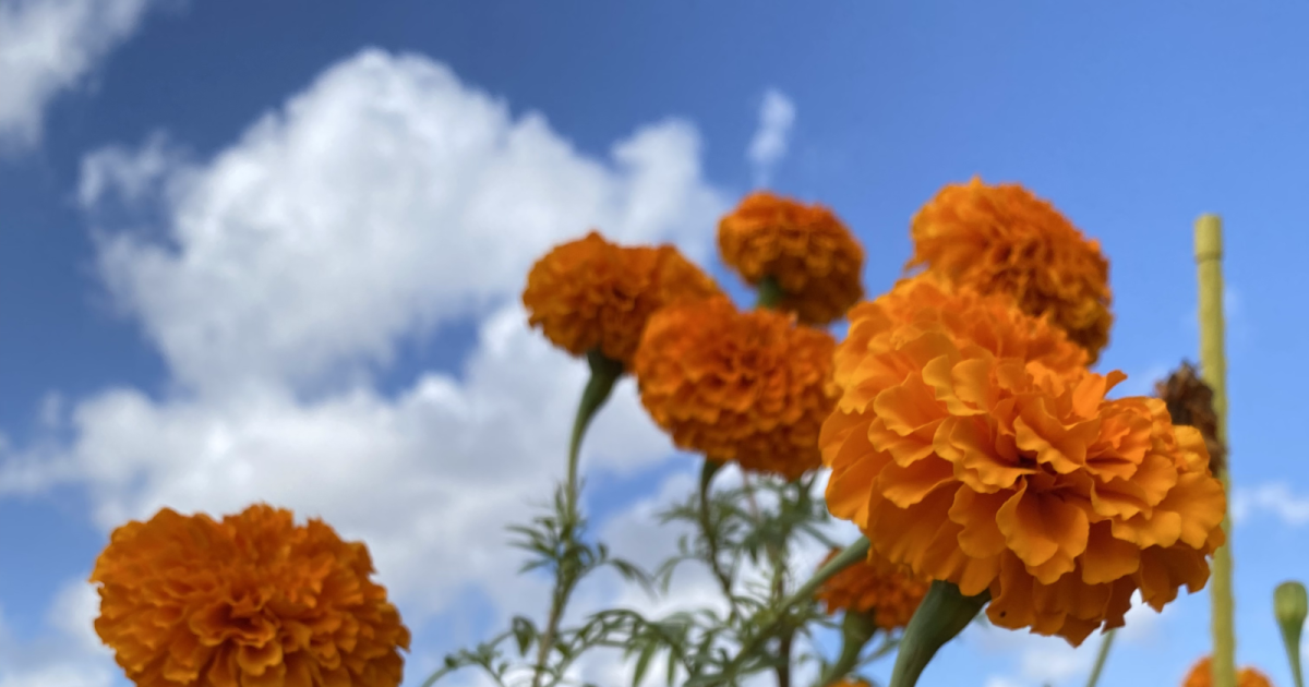 Fall Fest at The Cibolo! in Boerne at Cibolo Center for