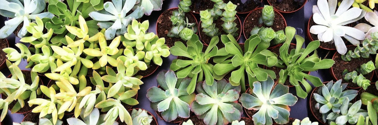 Indianapolis Plant Stores