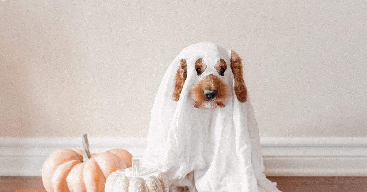 Bark Bash: Dog Brunch & Fashion Show in The Bay Area at Palm House