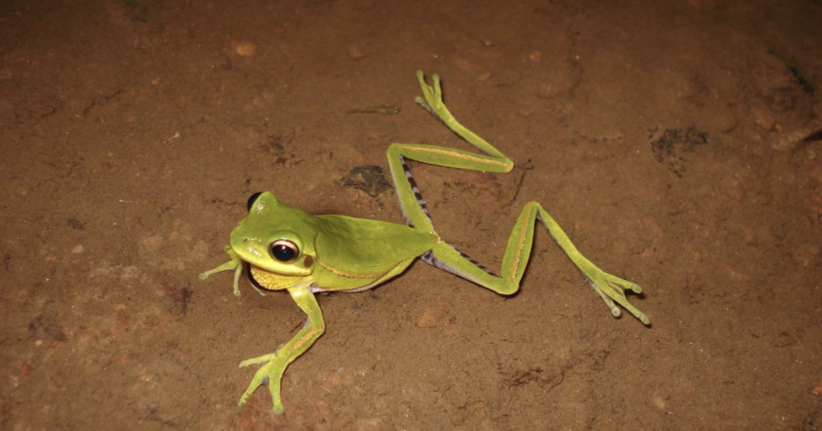 All about frogs (and toads!) in Austin at Brackenridge Field