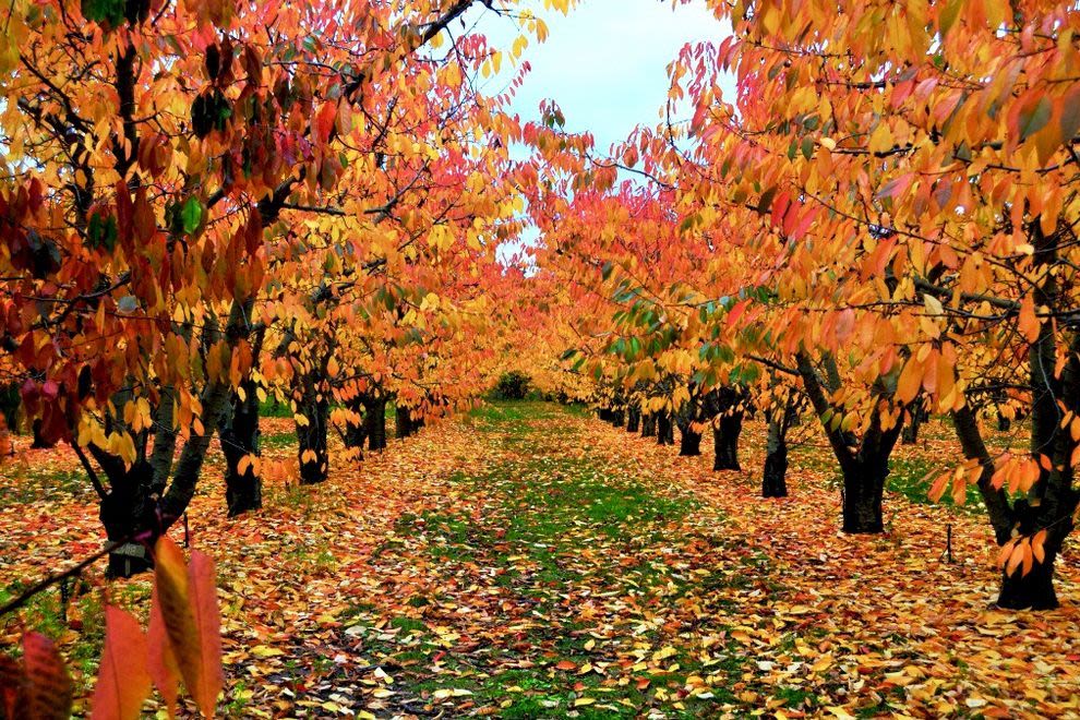 fall orchards
