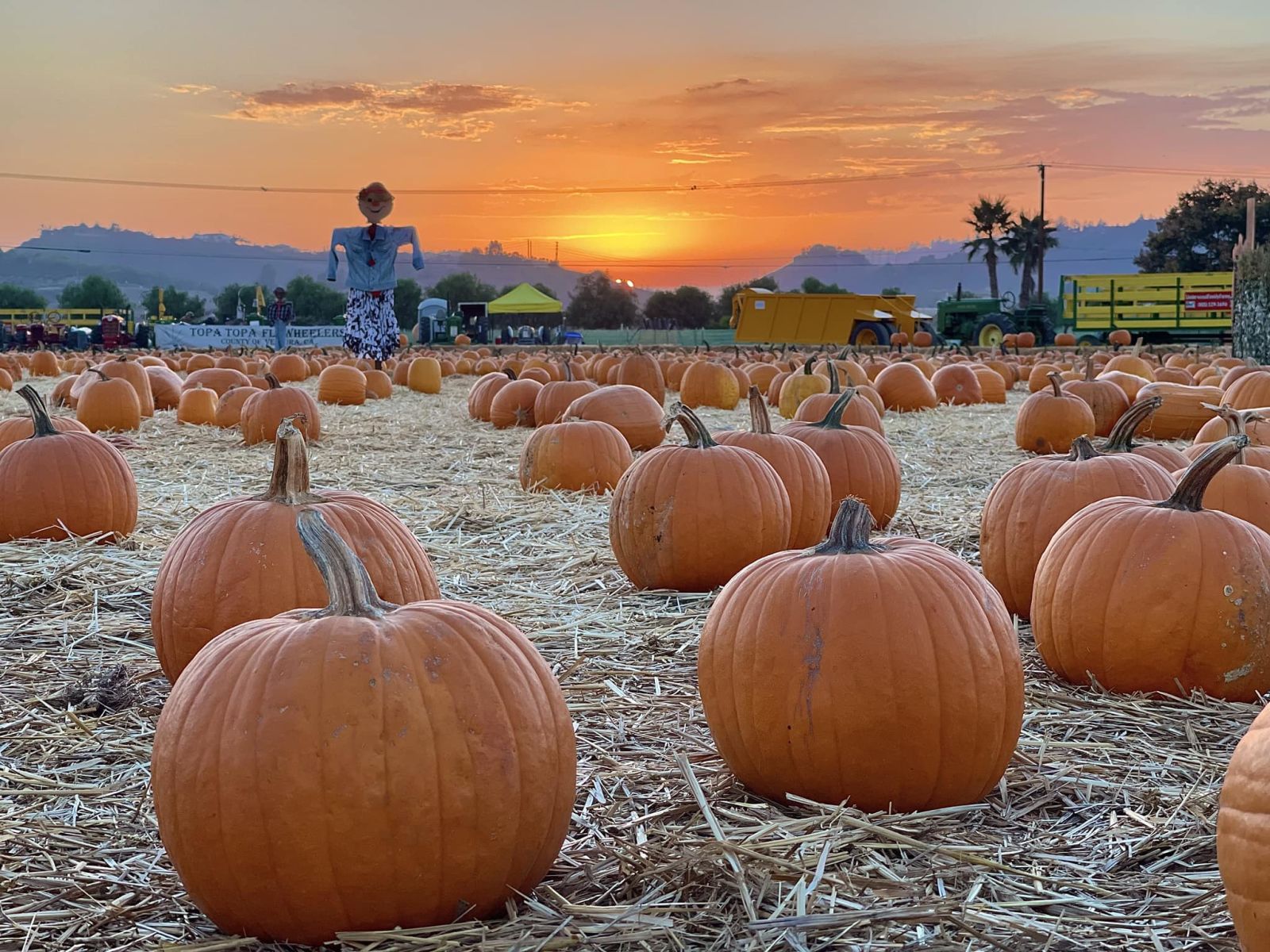 Guide To LA's Local Pumpkin Patches & Hayrides