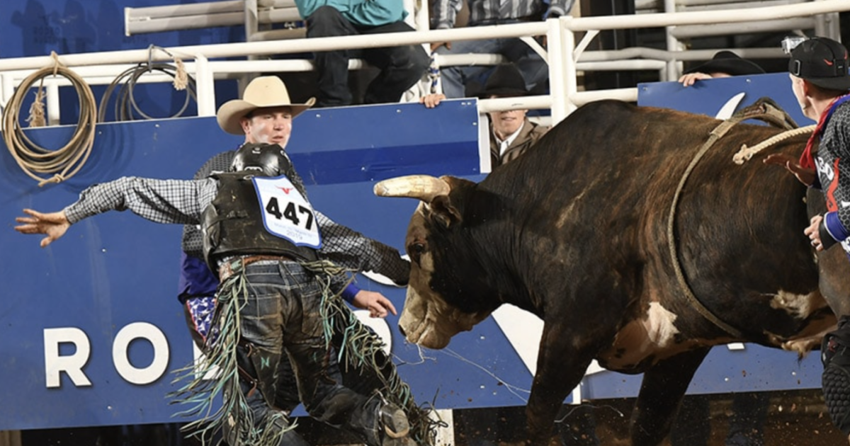 Bulls in the Ballpark | Do512 Family