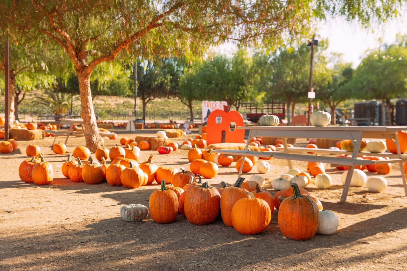Guide To LA's Local Pumpkin Patches & Hayrides