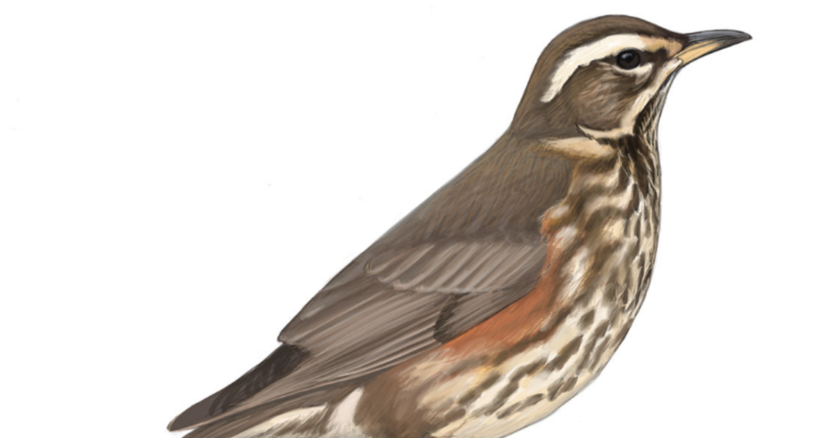 Ask The Expert: Birding Migration with David Allen Sibley in