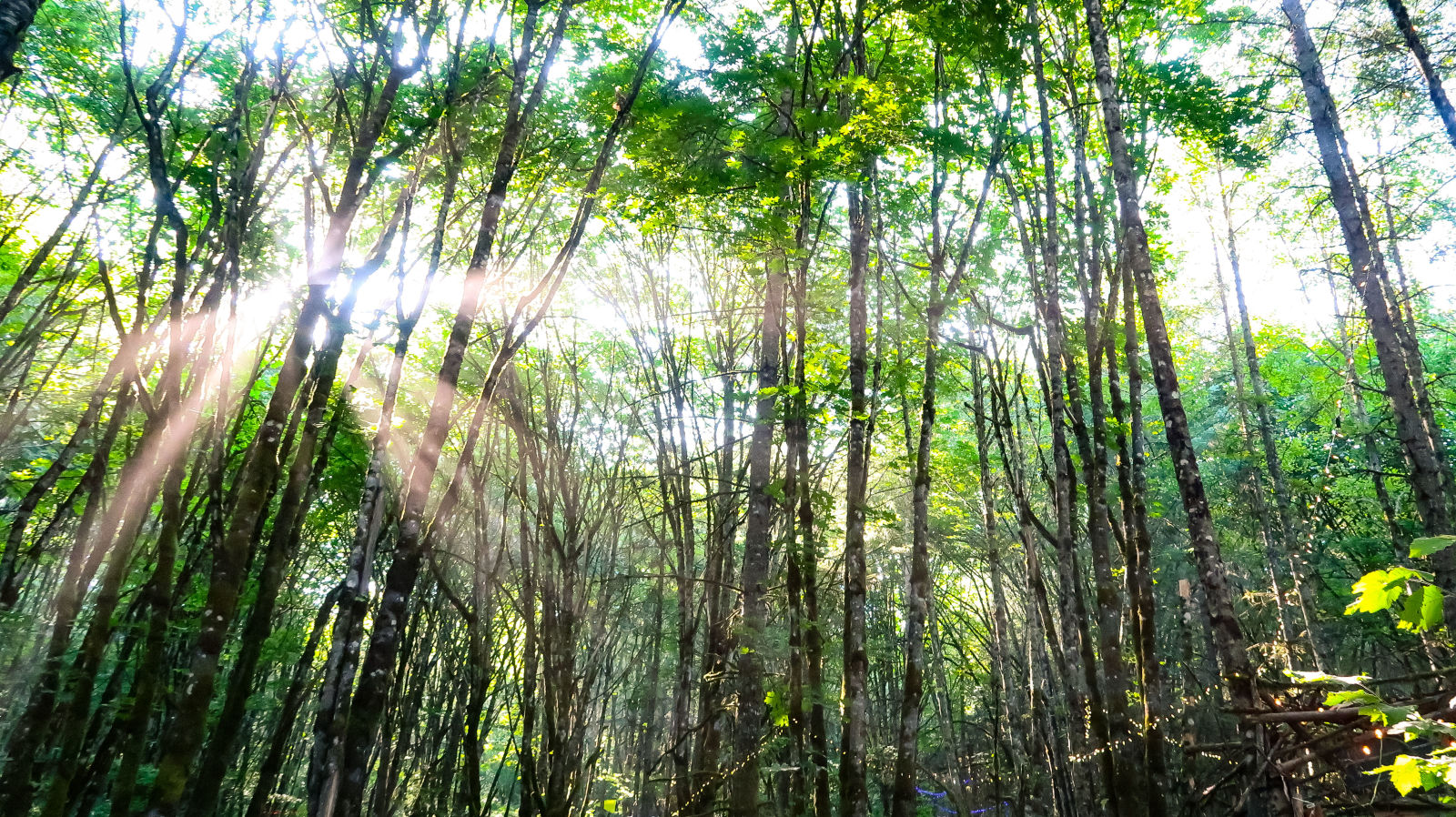 Pickathon @ Pendarvis Farm