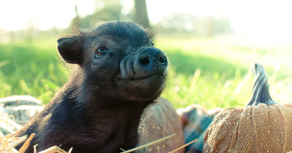 Central Texas Pig Rescue Service Event in Austin at TBA