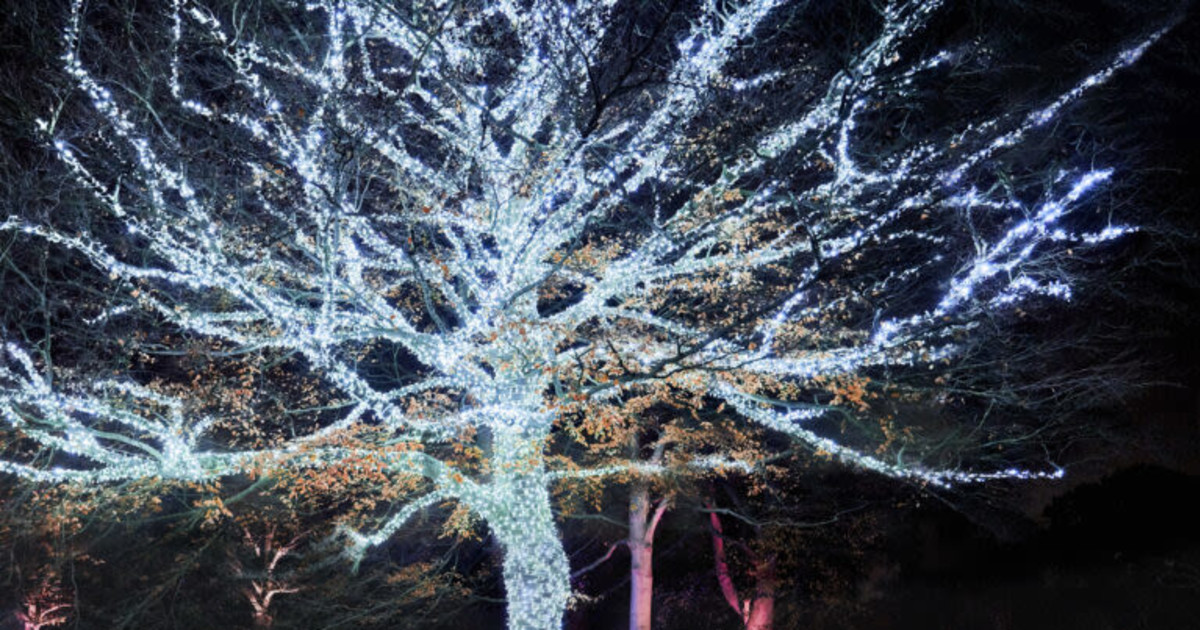 LIGHTSCAPE 2023 in Encinitas at San Diego Botanic Garden