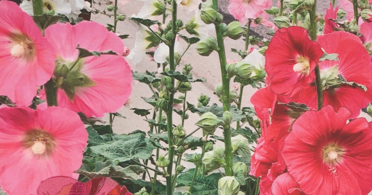 What Do You See? - Kathy Mitchell-Garton and a Member Show and The C