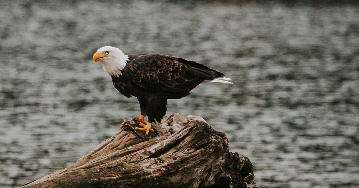 Fraser Valley Bald Eagle Festival in Vancouver at Harrison Mills