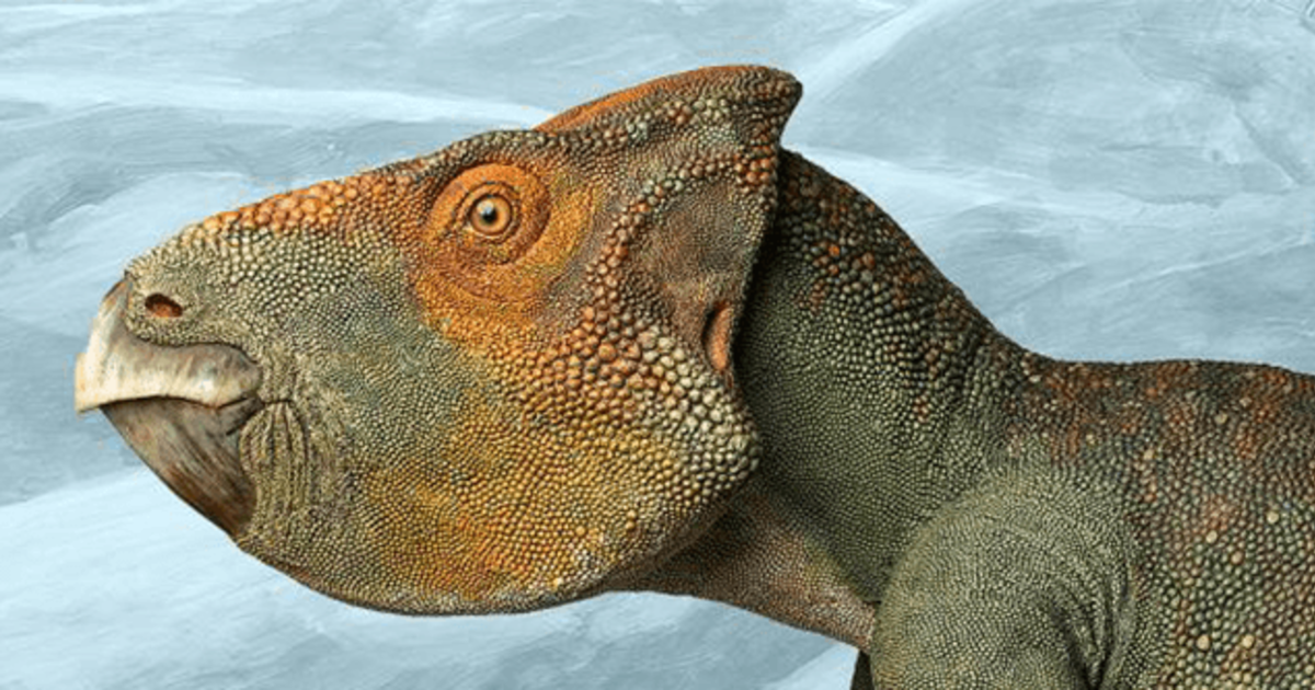 Dinosaurs of BC Exhibit in Victoria at Royal BC Museum