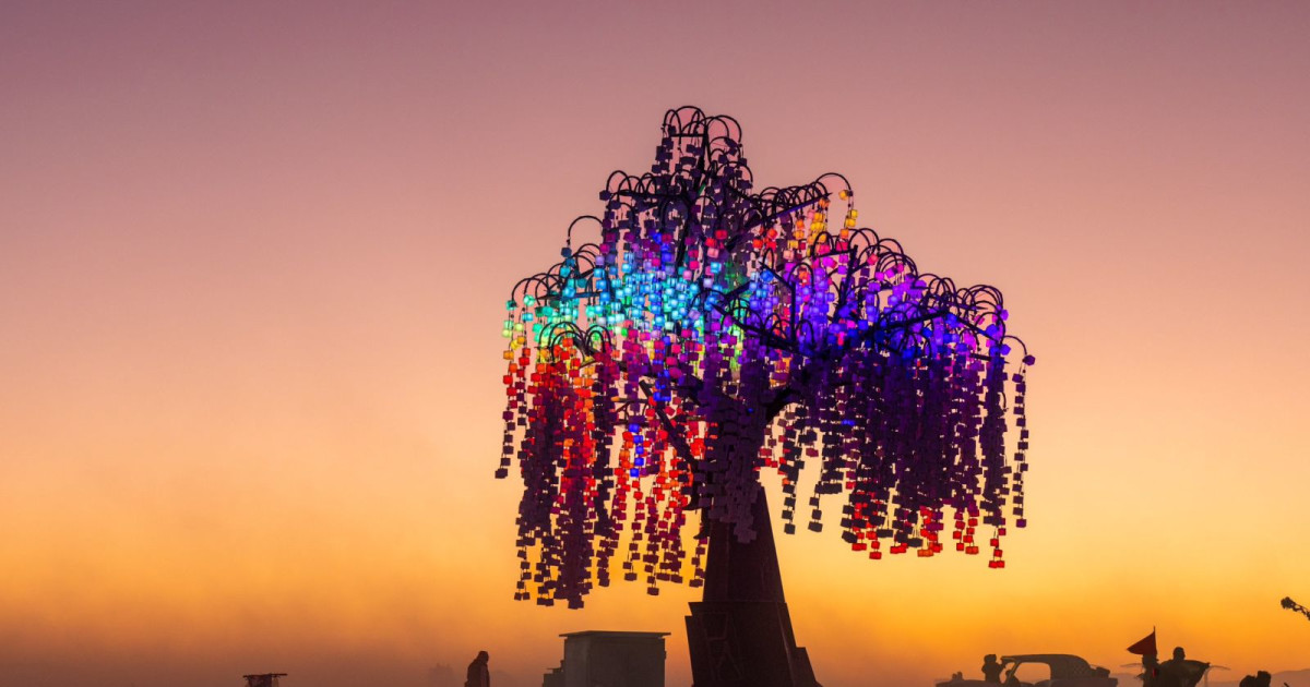 Entwined: Elder Mother Light Installation in The Bay Area at