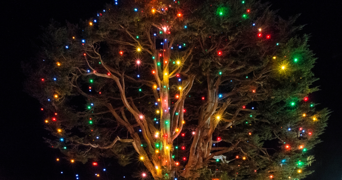 Golden Gate Park Tree Lighting + Holiday Festival in The Bay Area