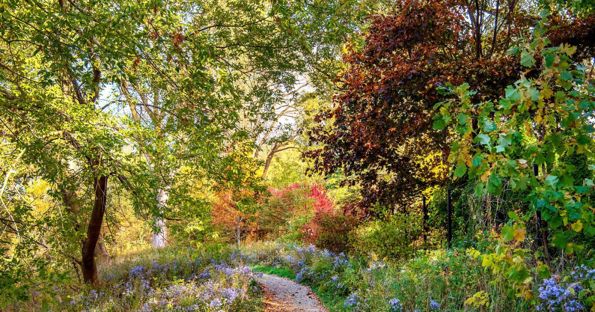 Seasonal Tree Walk in Glencoe at Chicago Botanic Garden