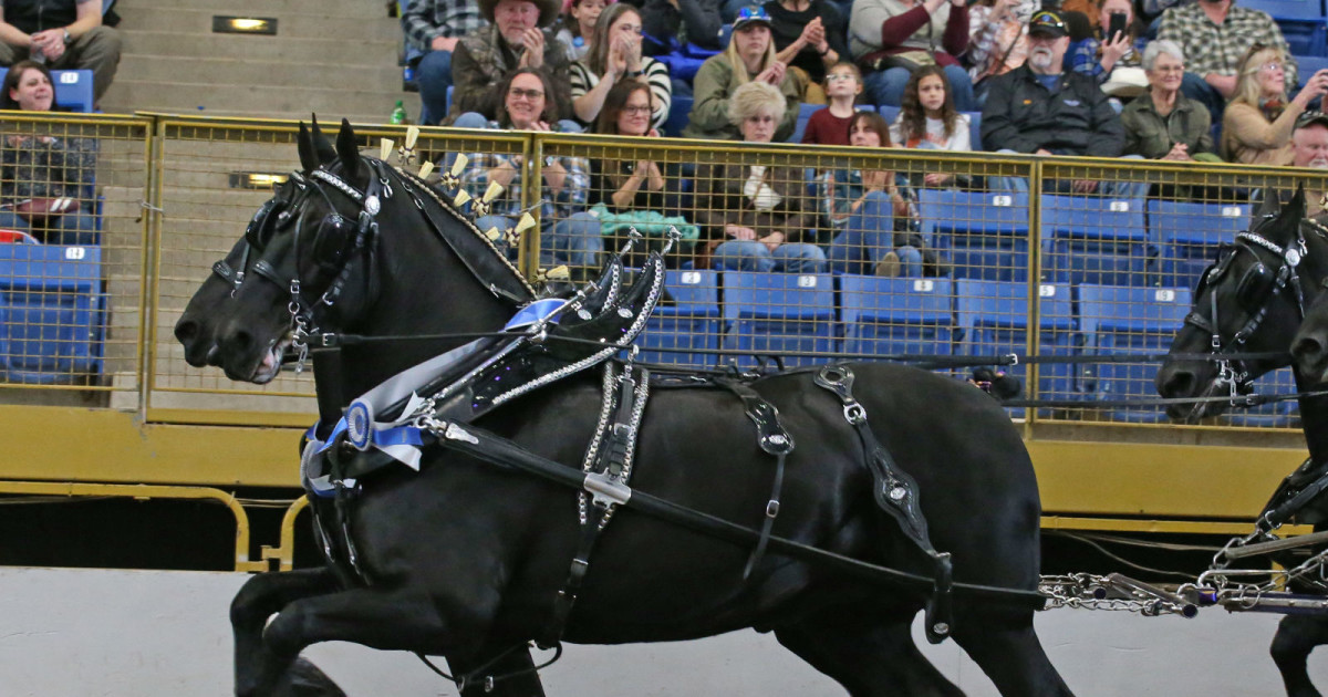 Draft Horse, Mule & Donkey Show in Denver at National Western