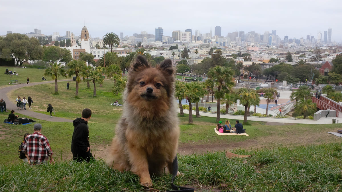 A Dog's Day In The Bay