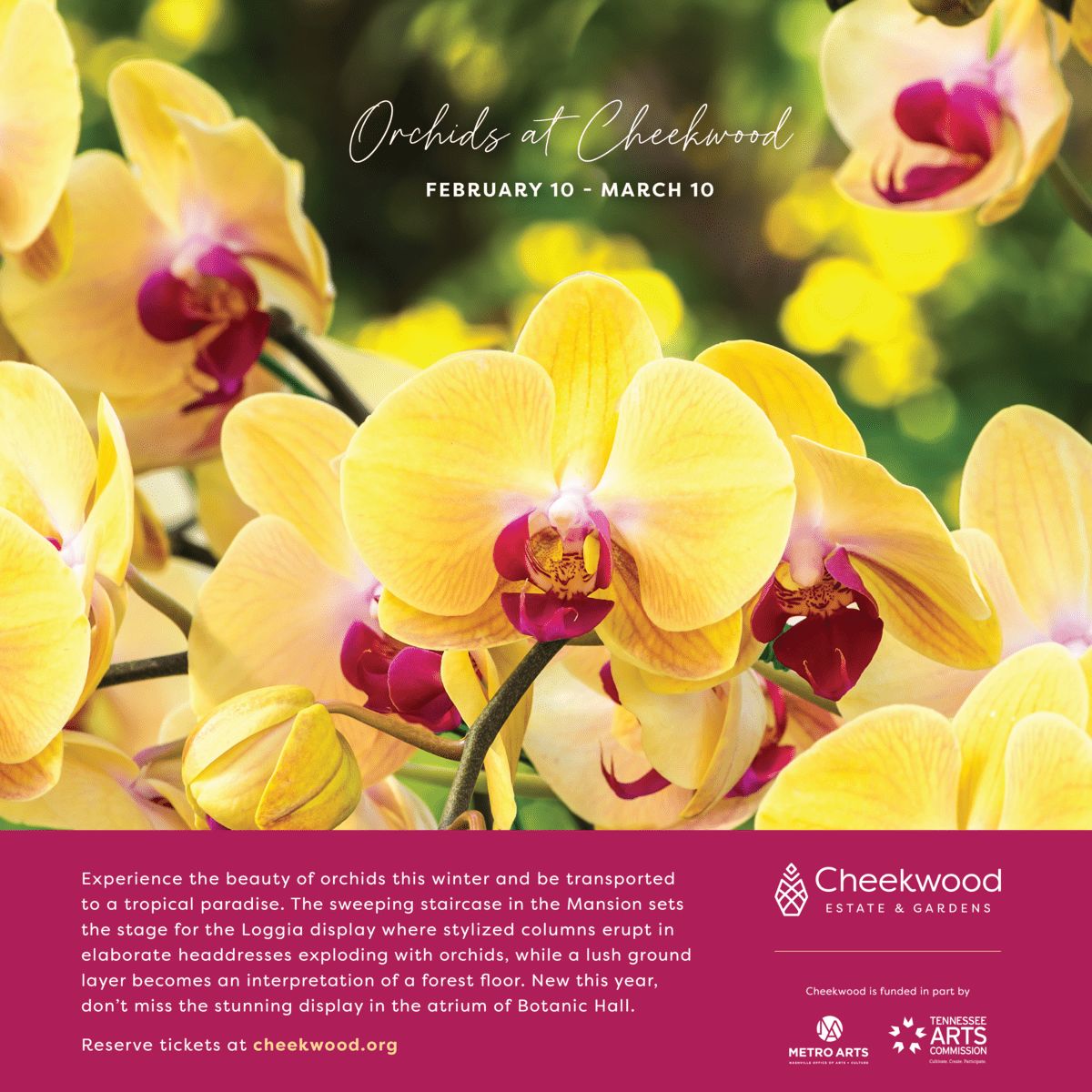 Orchids at Cheekwood in Nashville at Cheekwood Botanical