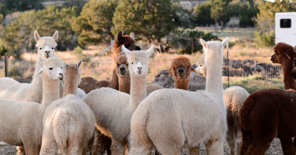Total Solar Eclipse ALPACA Party in Dripping Springs at Sundance